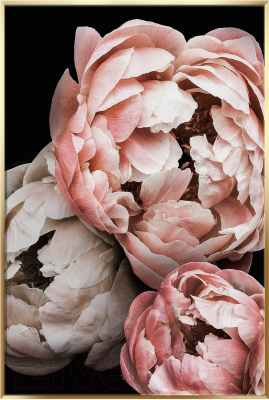 Orlix Пионы / OB-14115 Картина купить в Минске, Гомеле, Витебске ...